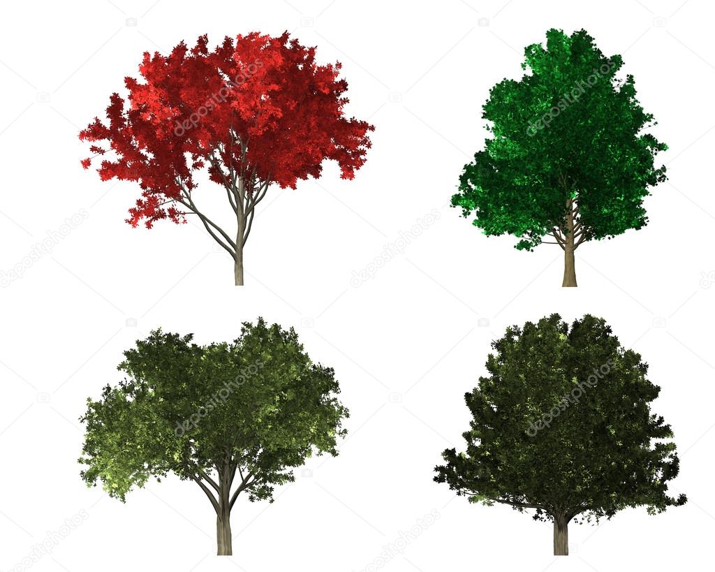 Rendering of four different kind of trees — Stock Photo © stefanocar75 ...