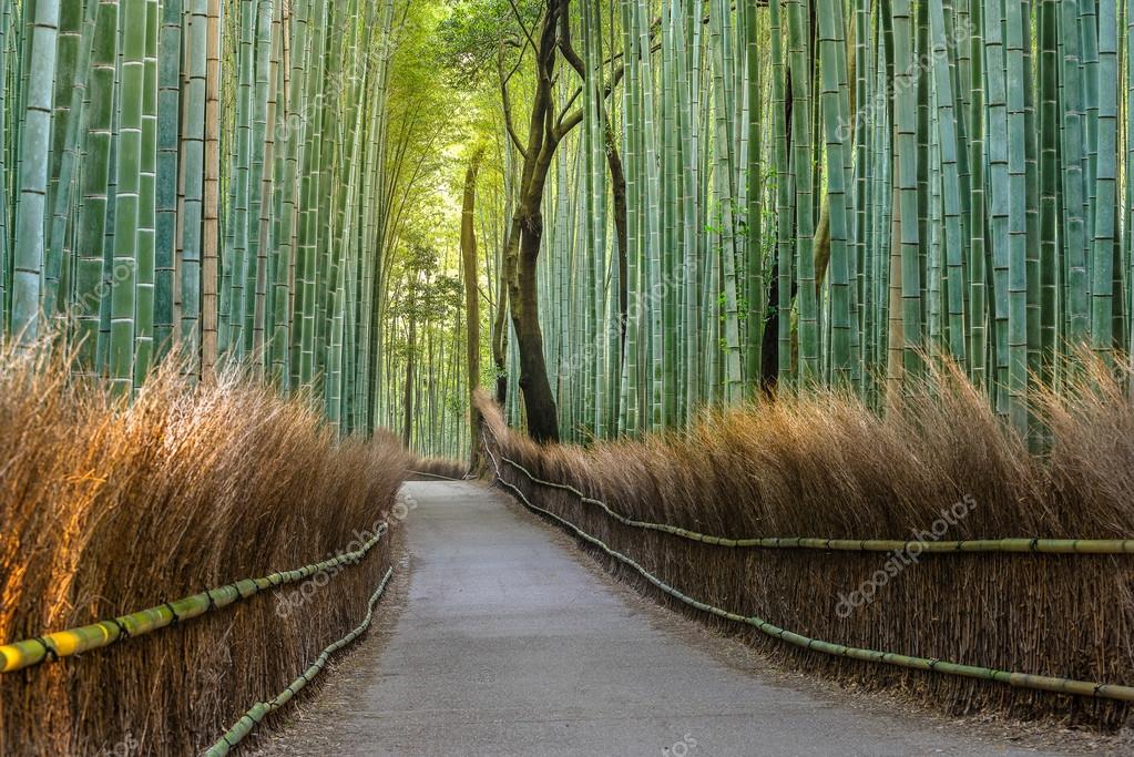 Bamboo forest path in japan — Stock Photo © stefanocar75 #90291636