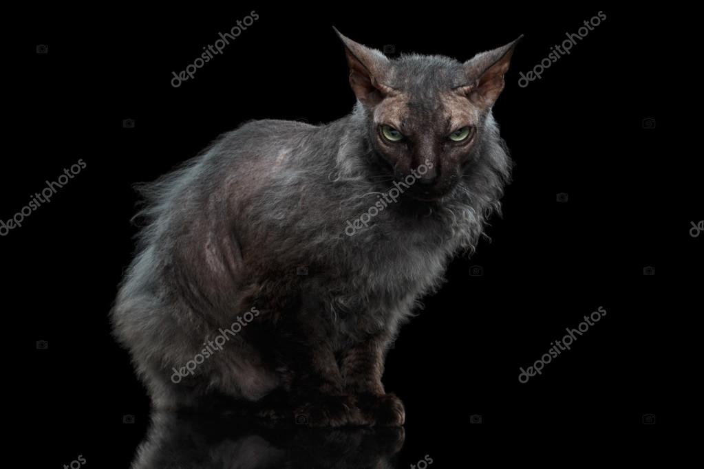 Angry Hairless Cat