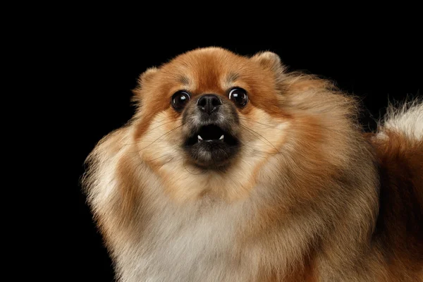 Are Pomeranians Aggressive Dogs