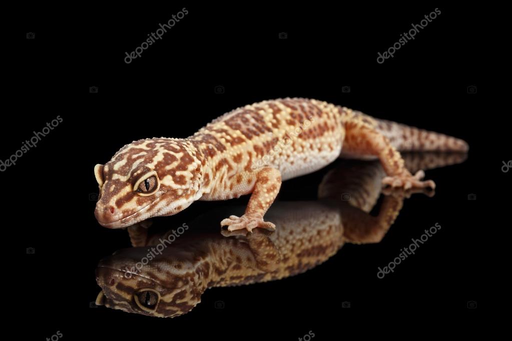 Chocolate Albino Leopard Gecko