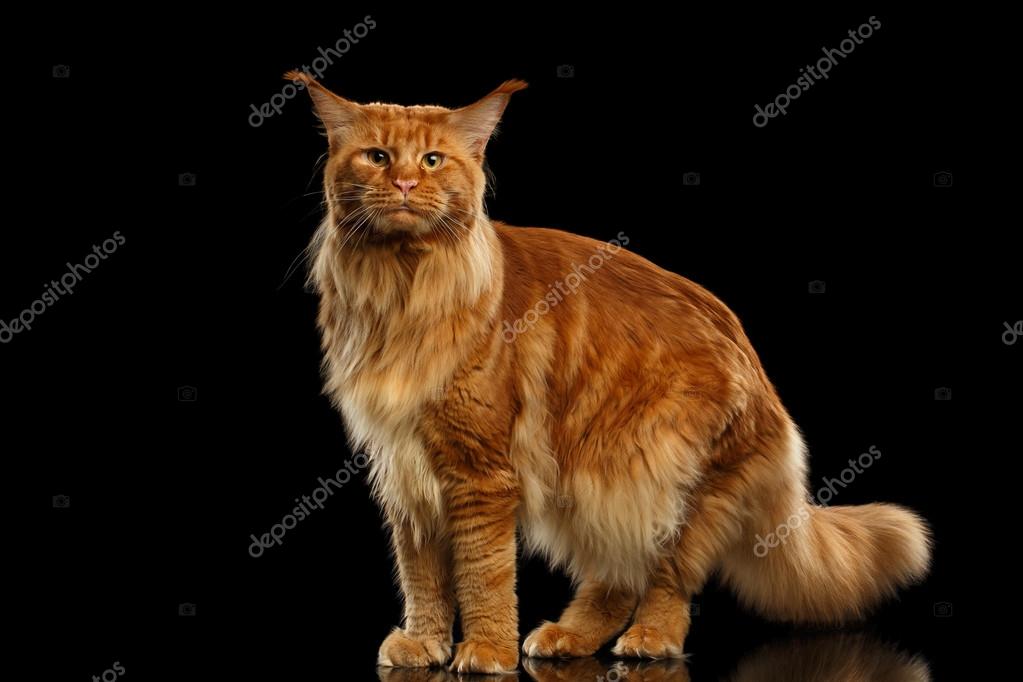 Red Maine Coon Cat