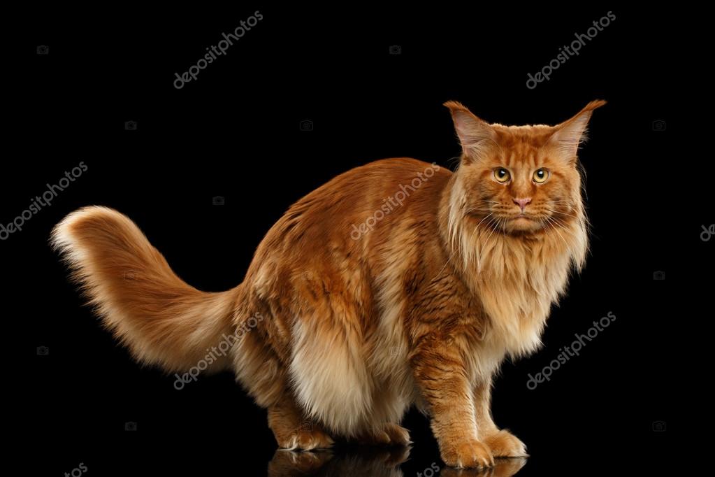Red Maine Coon Cat