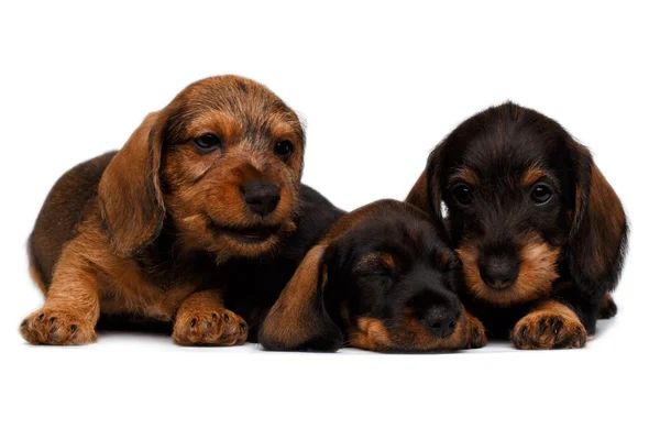 Tax valpar Stock Photos, Royalty Free Tax valpar Images | Depositphotos