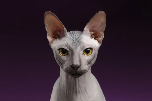 Side view of Sphynx cat, 4 years old, in front of white background ...