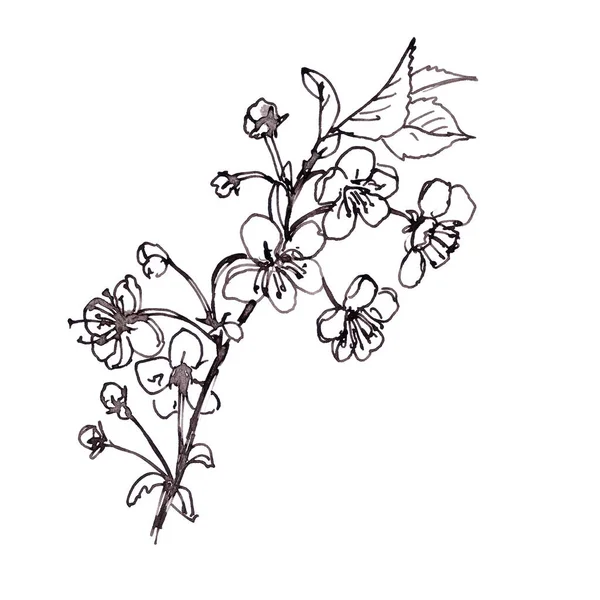 Hawthorn Flower Tattoo Simple | Best Flower Site
