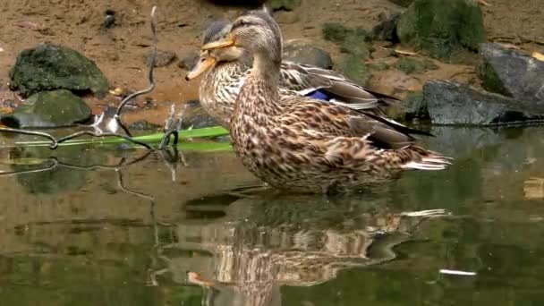 2,479 Patitos Videos, Royalty-free Stock Patitos Footage | Depositphotos