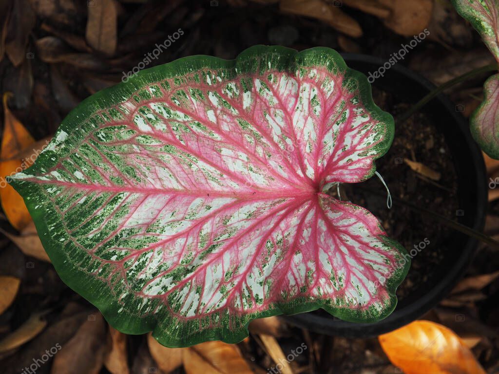 caladio bicolor hojas beuatyful en maceta listo para la decoración en ...