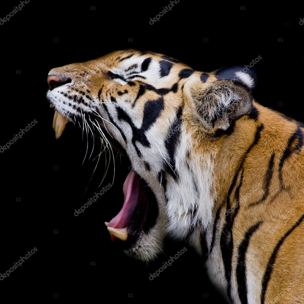 Tigre de Sumatra rugiendo: fotografía de stock © art9858 #65132651 ... Tigre de Sumatra rugiendo: fotografía de stock © art9858 #65132651 ...
