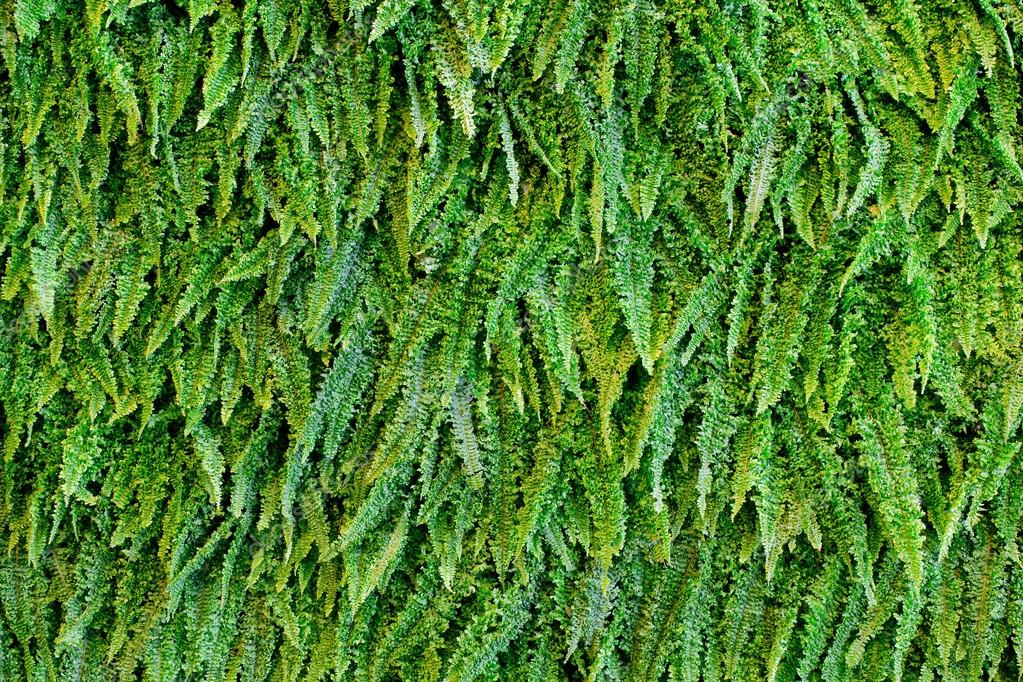 Green fern as a background Stock Photo by ©art9858 65334823
