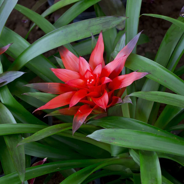 Bromeliad Stock Photos, Royalty Free Bromeliad Images | Depositphotos