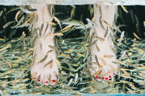 381 Nibble fish Stock Photos, Images | Download Nibble fish Pictures on ...