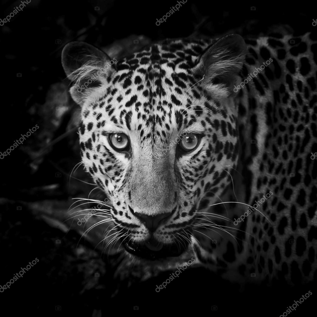 Wallpaper Leopard Face Portrait
