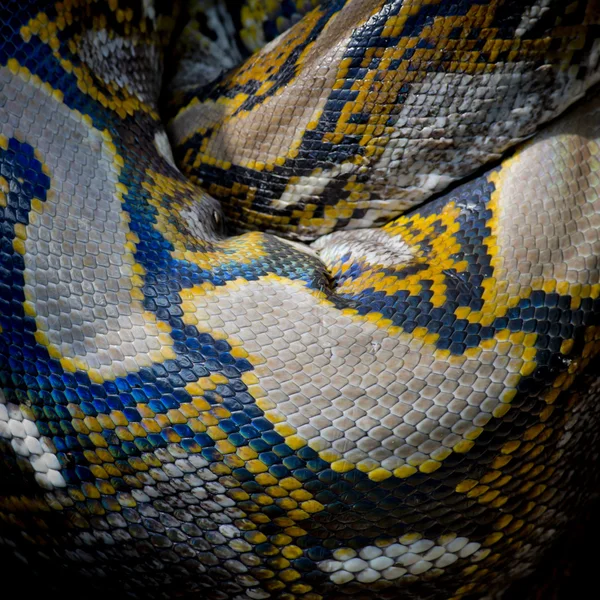 Close-up photo of burmese python (Python molurus bivittatus) iso ...