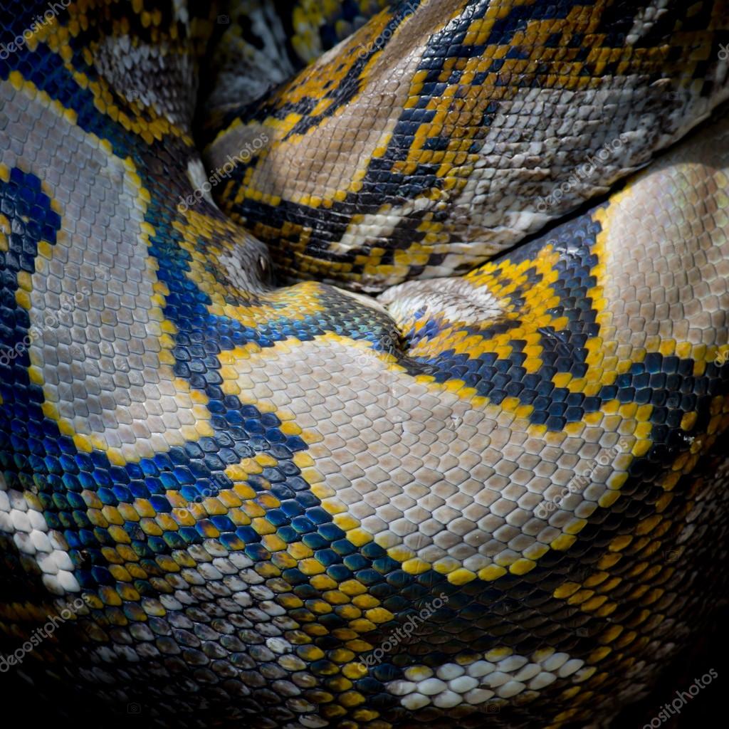 Close-up photo of burmese python (Python molurus bivittatus) iso ...