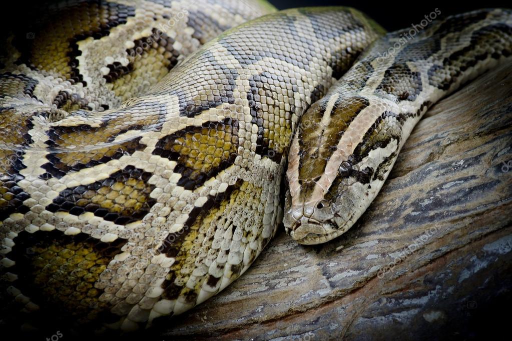 Close-up photo of burmese python (Python molurus bivittatus) iso ...