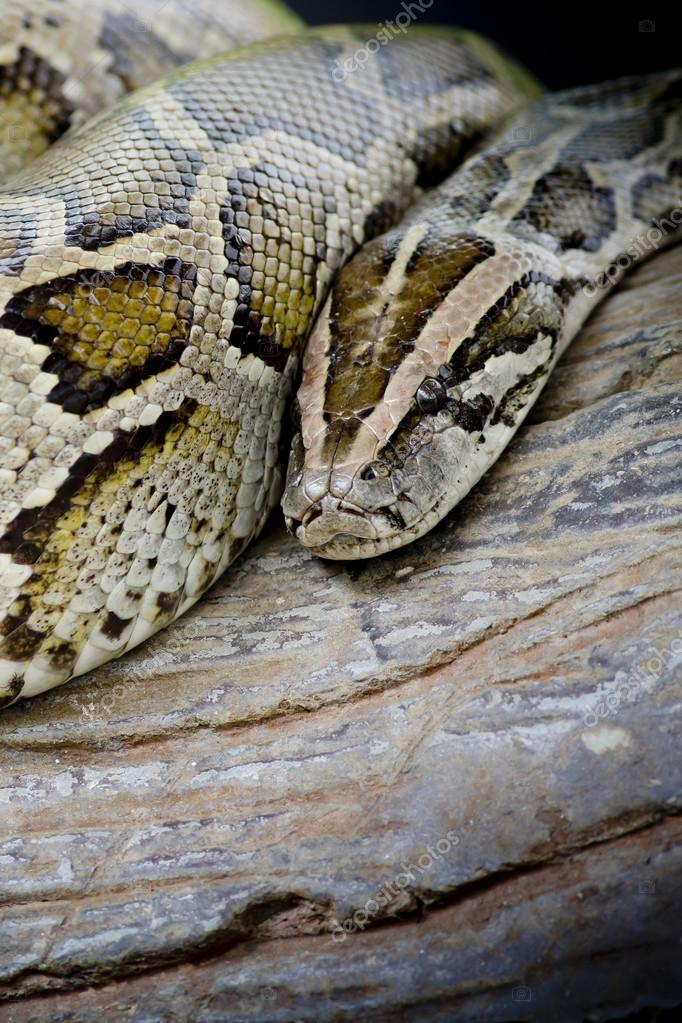 Close-up photo of burmese python (Python molurus bivittatus) iso ...
