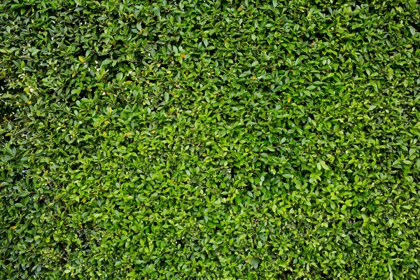 Ground Cover Seamless Texture Tile Stock Photo by ...