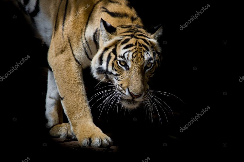 Beautiful tiger walking step by step isolated on black backgroun Stock ...