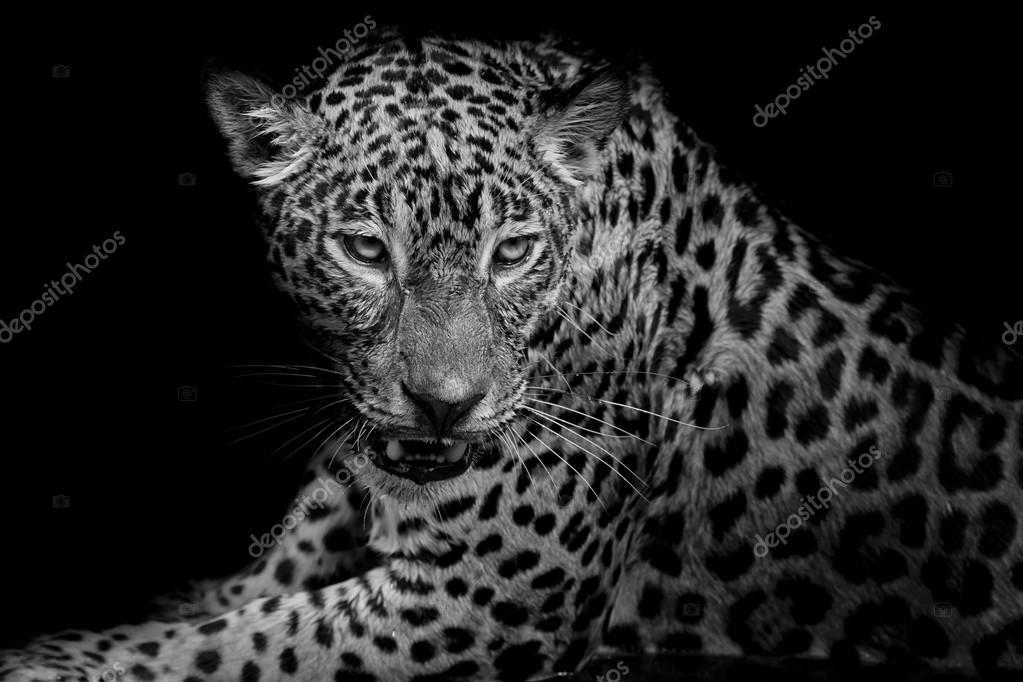 aislar a retrato de leopardo negro y blanco sobre fondo negro — Foto de ...