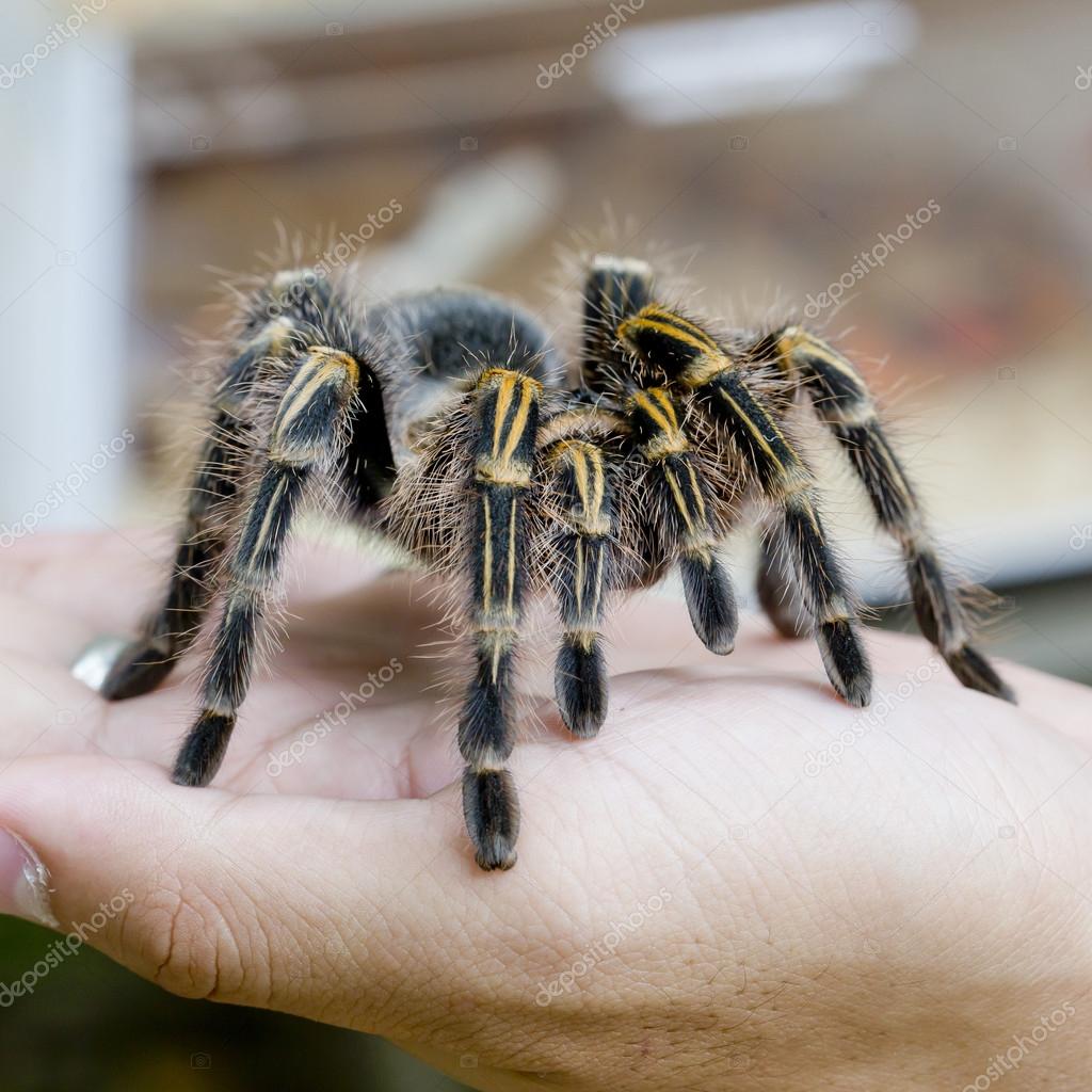 tar ntula de rodilla roja mexicana (Brachypelma smithi), ara a hembra ...
