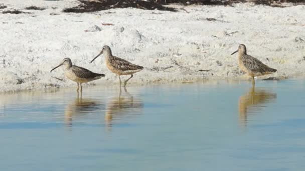 17 Dowitcher Videos, Royalty-free Stock Dowitcher Footage | Depositphotos
