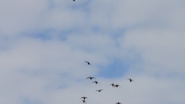 1,384 vídeos de Patos volando, metraje de Patos volando sin royalties ...