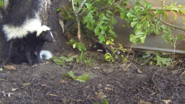 16 Skunk family Videos, Royalty-free Stock Skunk family Footage ...