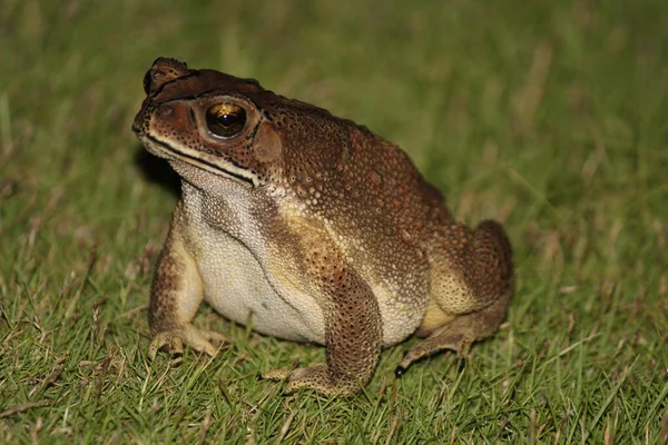 Poop toad Stock Photos, Royalty Free Poop toad Images | Depositphotos