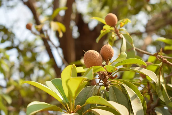 Dhobi nut tree Stock Photos, Royalty Free Dhobi nut tree Images ...