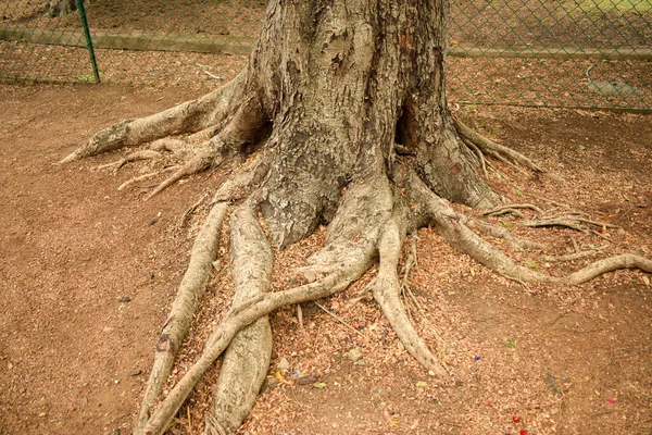 Arbol con raiz fotos de stock, imágenes de Arbol con raiz sin royalties ...