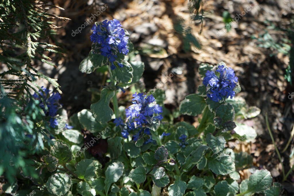 Ajuga reptans, bugle, blue bugle, bugleherb, bugleweed, carpetweed ...
