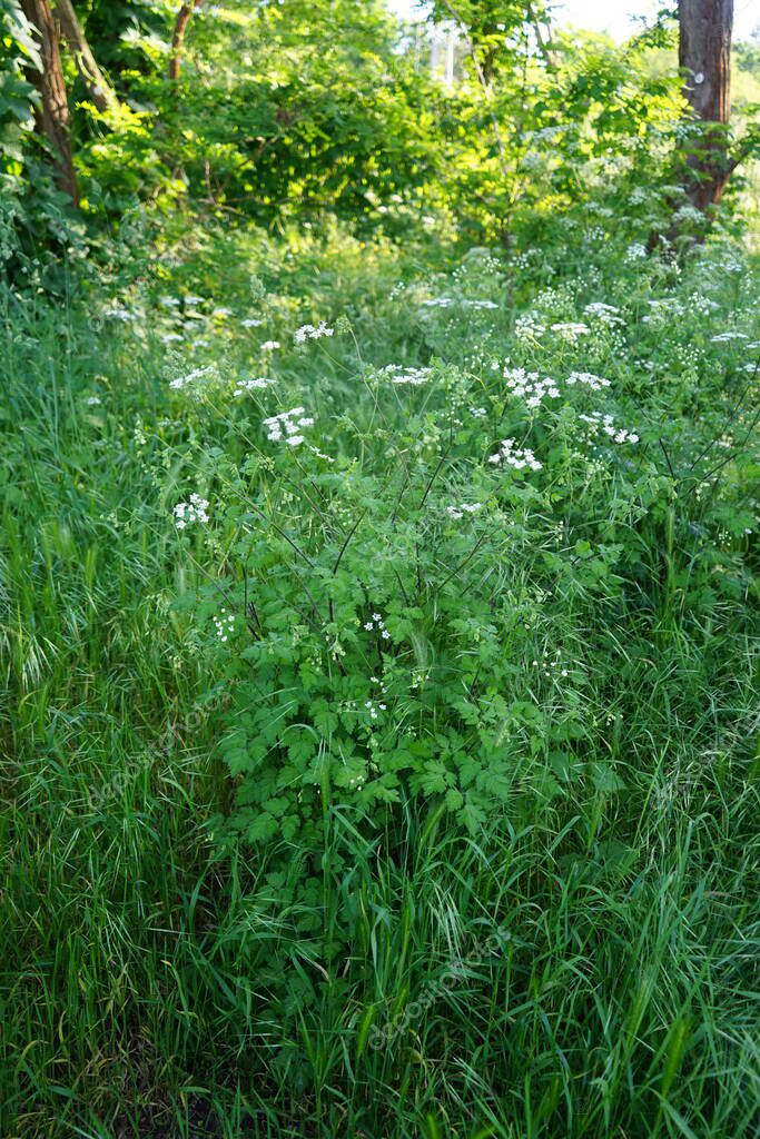 El anís, Pimpinella anisum, también llamado anís o raramente anís, es ...