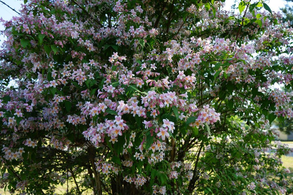 Linnaea amabilis, tambi n conocida bajo el sin nimo Kolkwitzia amabilis ...