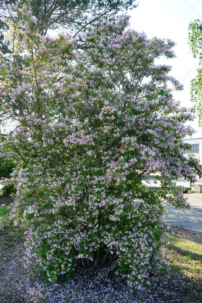 Linnaea amabilis, también conocida bajo el sinónimo Kolkwitzia amabilis ...