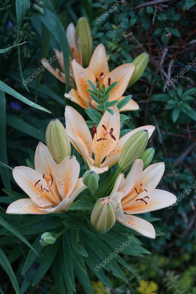 Lilium asiática en tonos amarillo claro y naranja florece en junio en el jardín. Lilium, lirios ...