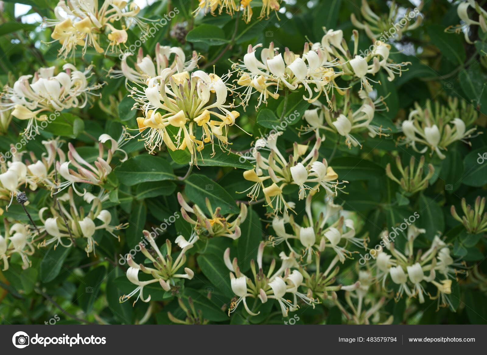 Lonicera Periclymenum Honeysuckle Common Honeysuckle European ...