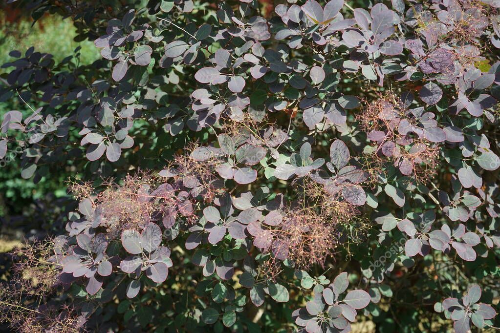 Cotinus coggygria, syn. Rhus cotinus es una especie de planta ...