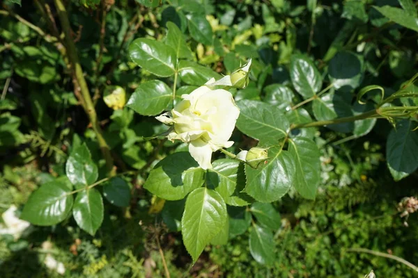 Cream climbing rose "Elfe" in June in the garden. Garden roses are ...