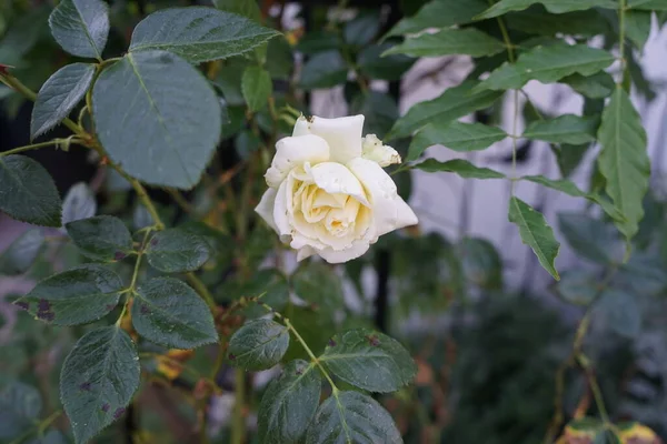 Cream climbing rose "Elfe" in June in the garden. Garden roses are ...