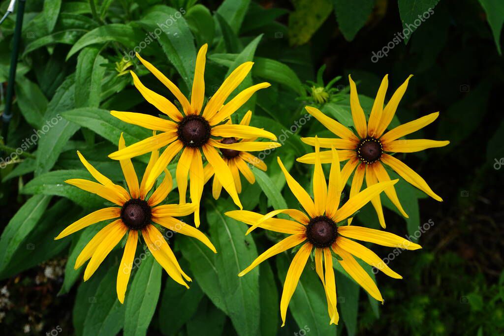 Rudbeckia hirta, comúnmente llamada Susan de ojos negros, es una planta ...