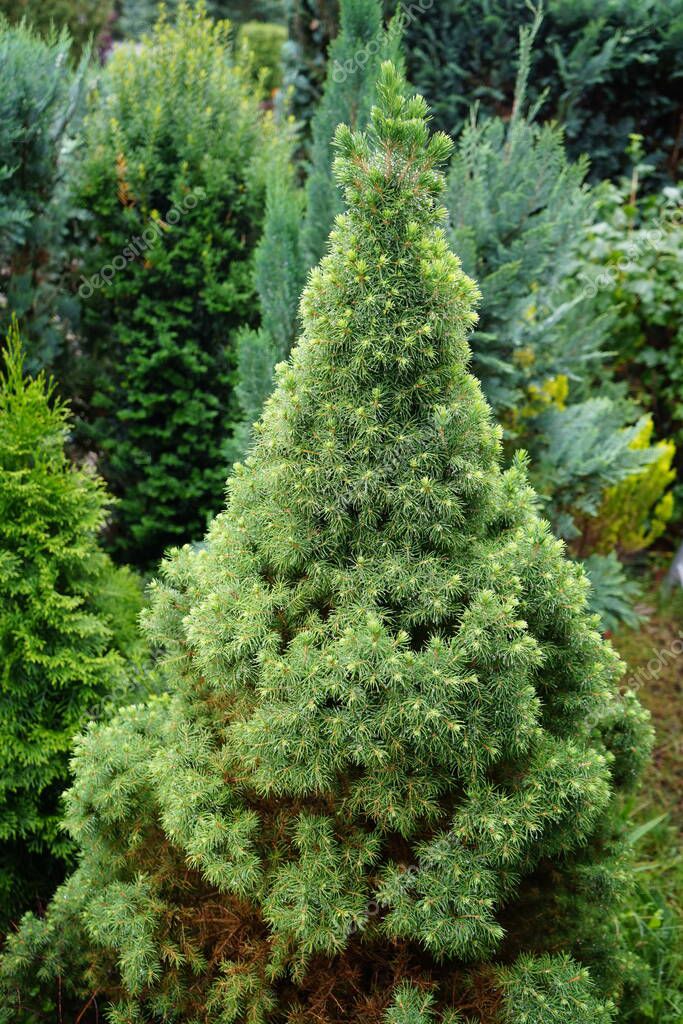 El picea de pan de azúcar 'Conica', Picea glauca, es un árbol, arbusto ...