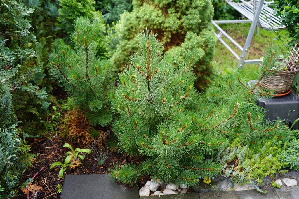 El pino rastrero, Pinus mugo "Pumilio", es una conífera enana muy ...