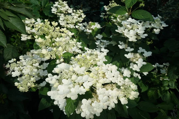 Hydrangea paniculata "Pinky Winky" es la primera hortensia panícula que ...