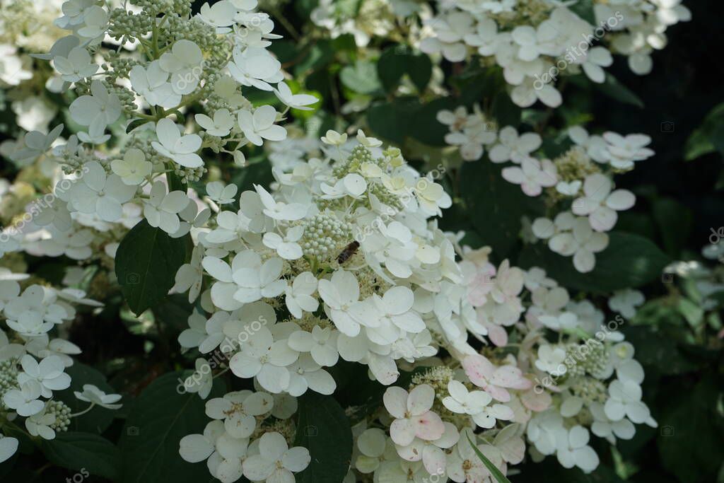 Bee on Hydrangea paniculata "Pinky-Winky". Hydrangea paniculata "Pinky ...