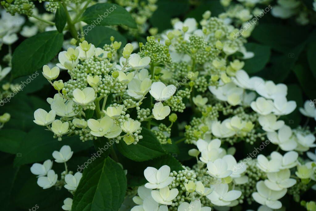 Hydrangea paniculata "Pinky Winky" es la primera hortensia panícula que ...