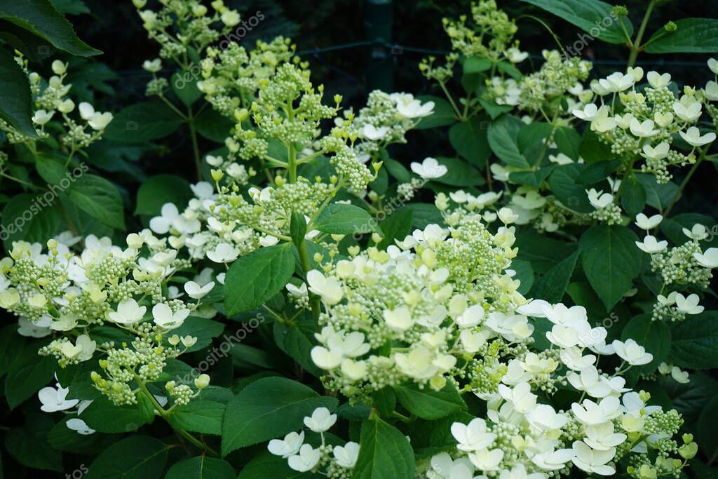 Hydrangea paniculata "Pinky Winky" es la primera hortensia panícula que ...