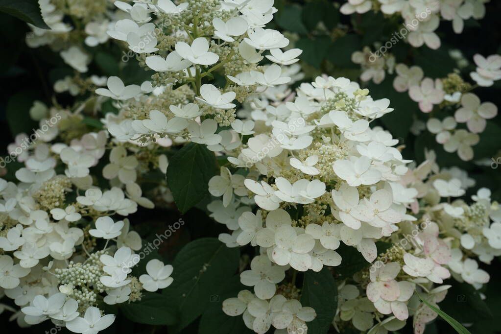 Hydrangea paniculata "Pinky Winky" es la primera hortensia panícula que ...