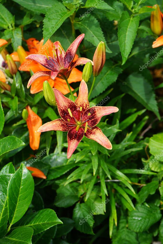 Lilium asiática "Tango Olina" florece en julio en el jardín. Lilium, es un género de plantas ...