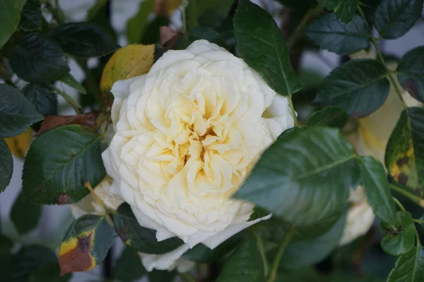 Cream climbing rose "Elfe" in June in the garden. Garden roses are ...